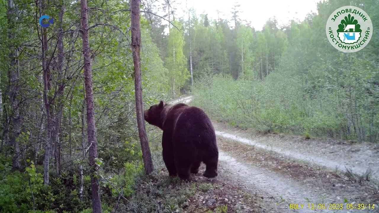 Сотрудники заповедника «Костомукшский» опубликовали в соцсети видео с медведями