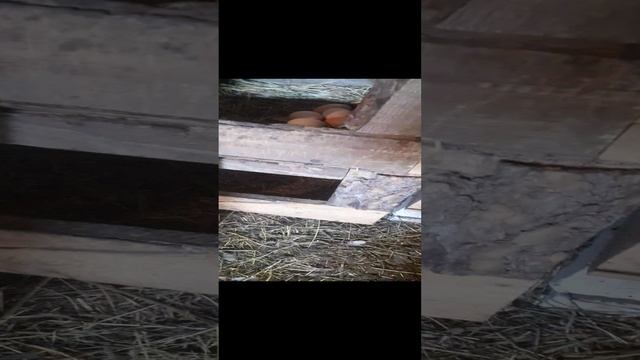 Мои куры несутся как из пулемета