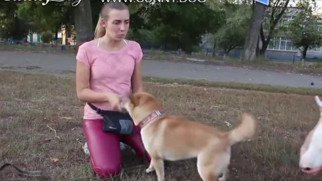 Драки между собаками