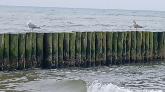 Видео-релакс. Чайки и море. Балтика