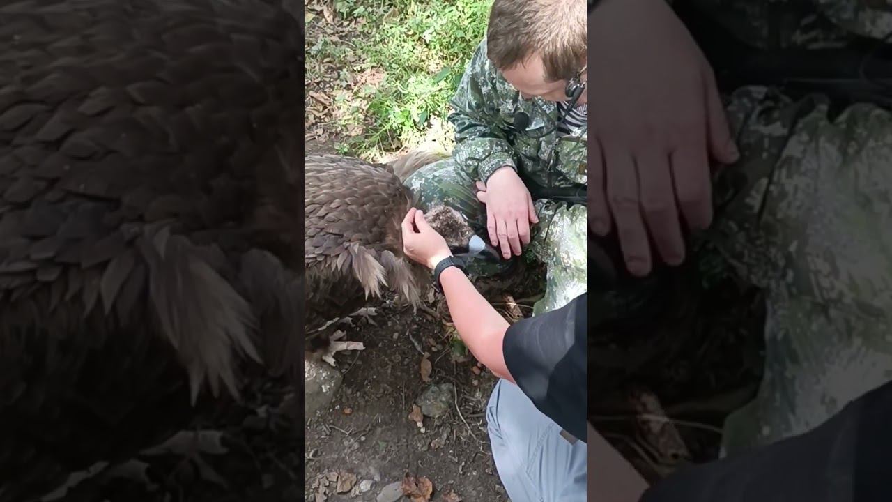 Чёрный гриф Гарик