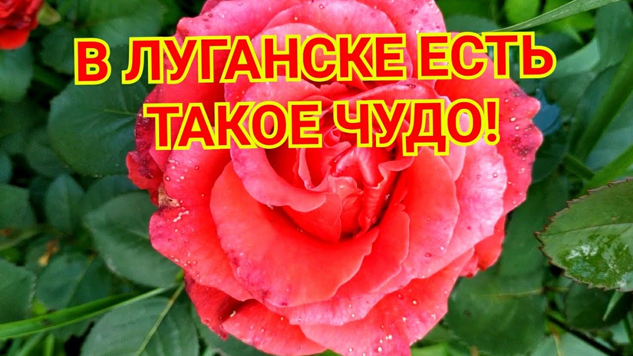 В Луганске есть такое чудо!