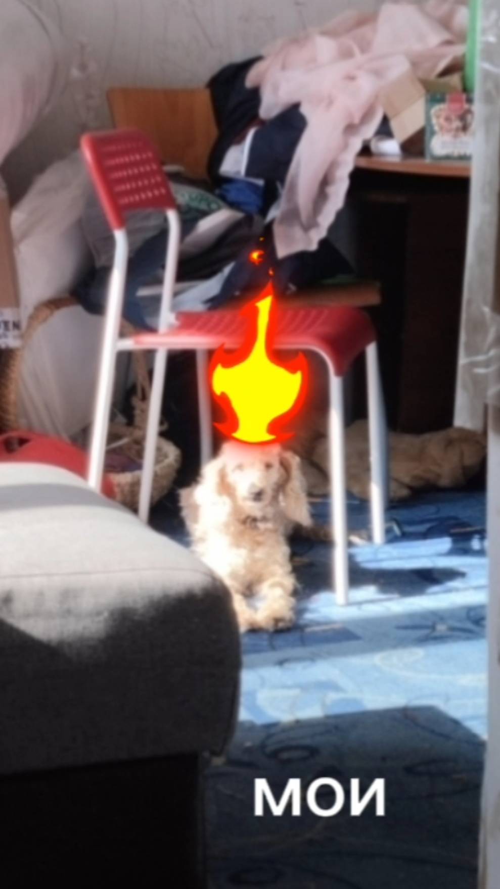 Это мои питомцы!