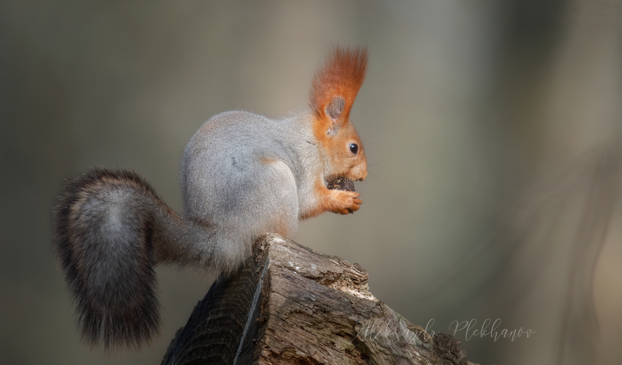 Белка и маньчжурский орех.