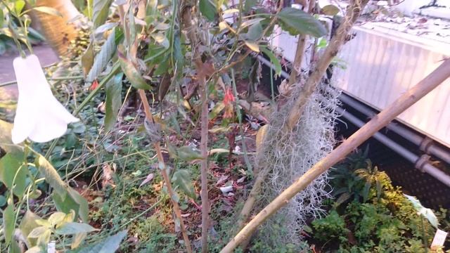 Arnaldoa argentea из Эквадора в оранжерее ботанического сада г. Орхус, Дания. 15 дек. 2021