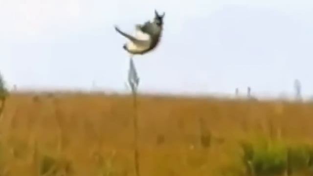 Каракал — Грациозный убийца,быстрый и отчаянно храбрый..mp4