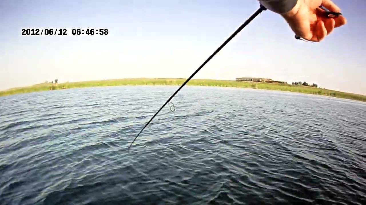 Полосатики