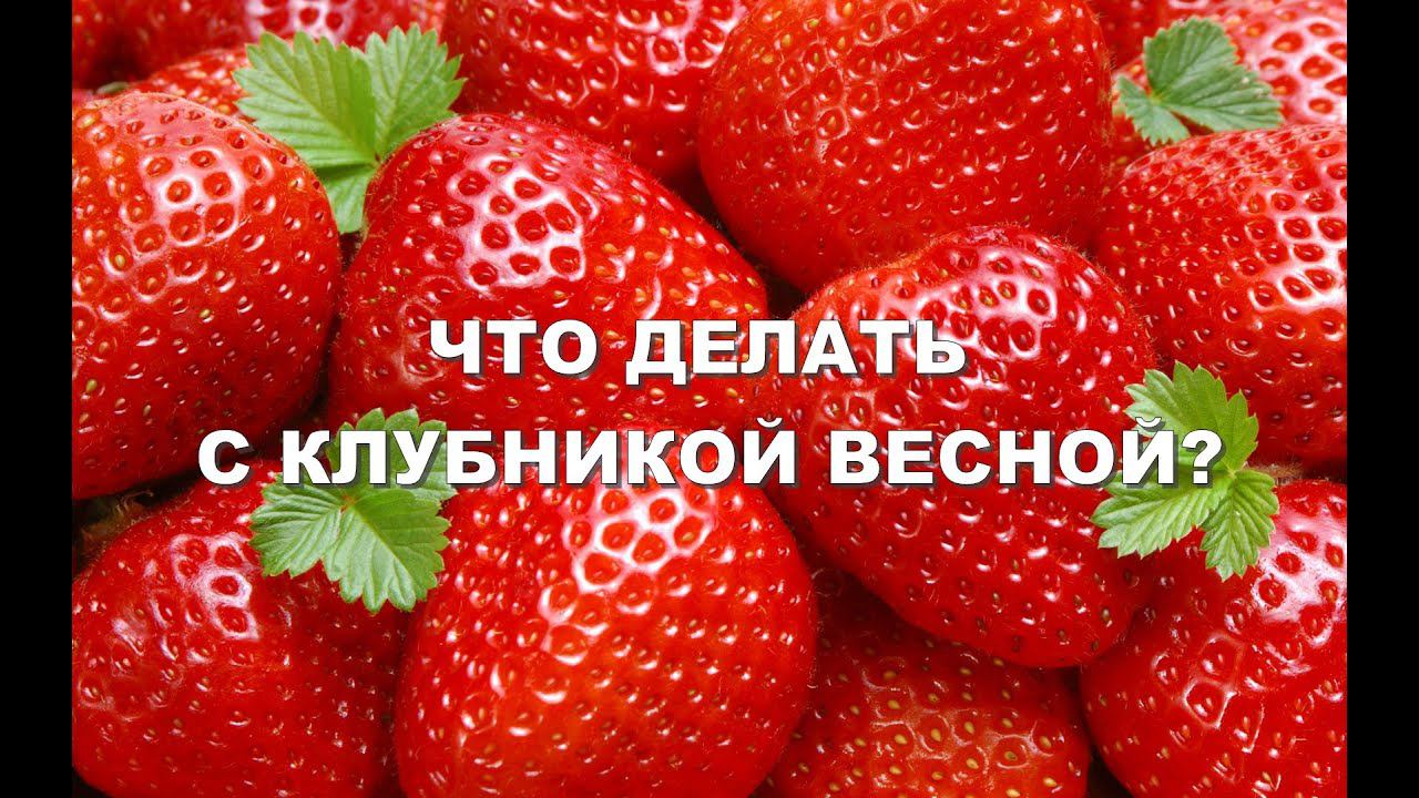 ЧТО ДЕЛАТЬ С КЛУБНИКОЙ ВЕСНОЙ?