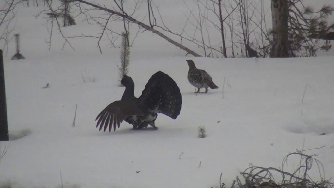 Глухари токуют 07.05.2018