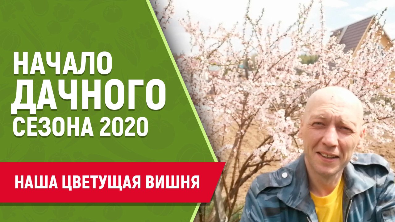 Как расцвела вишня на даче весной