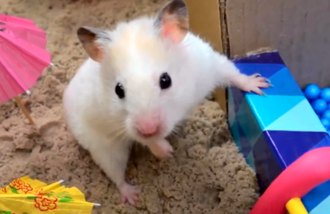 ?Хомяк сбегает из лабиринта!? Хомяк сирийский! Смешные видео про животных! Тренды 2022! ?