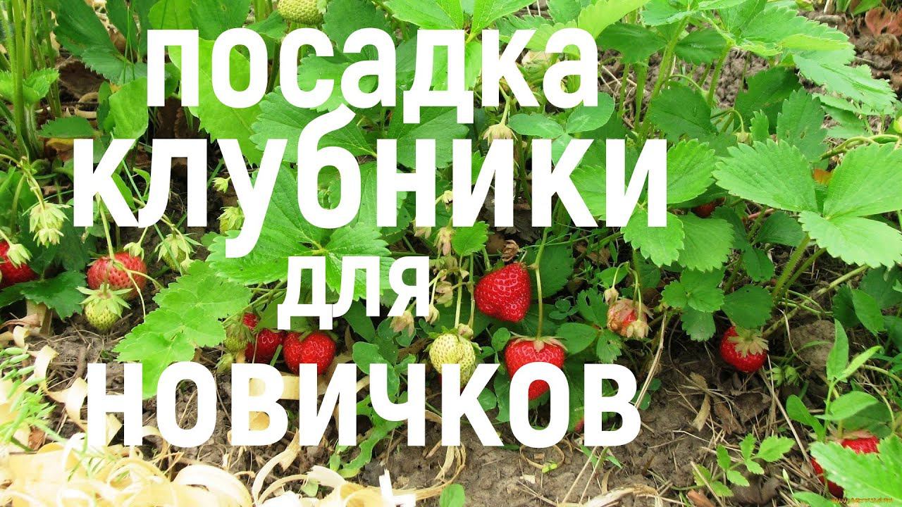 Посадка КЛУБНИКИ для НОВИЧКОВ! 1000 мелочей делают результат!