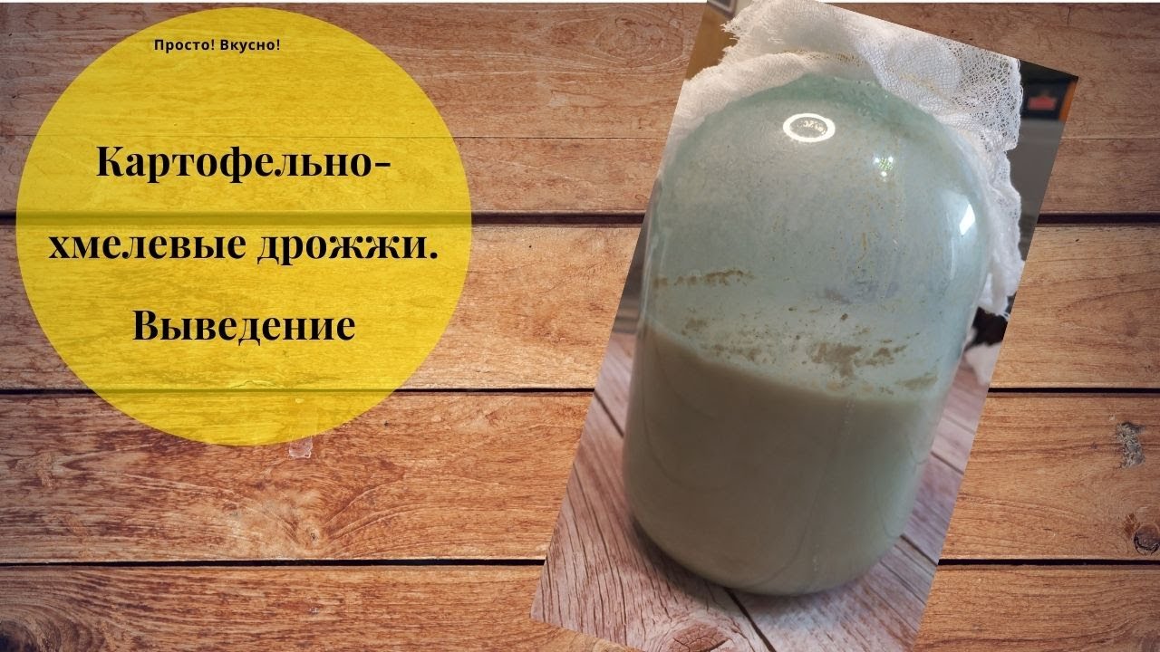 Картофельно-хмелевые дрожжи. Выведение дрожжей