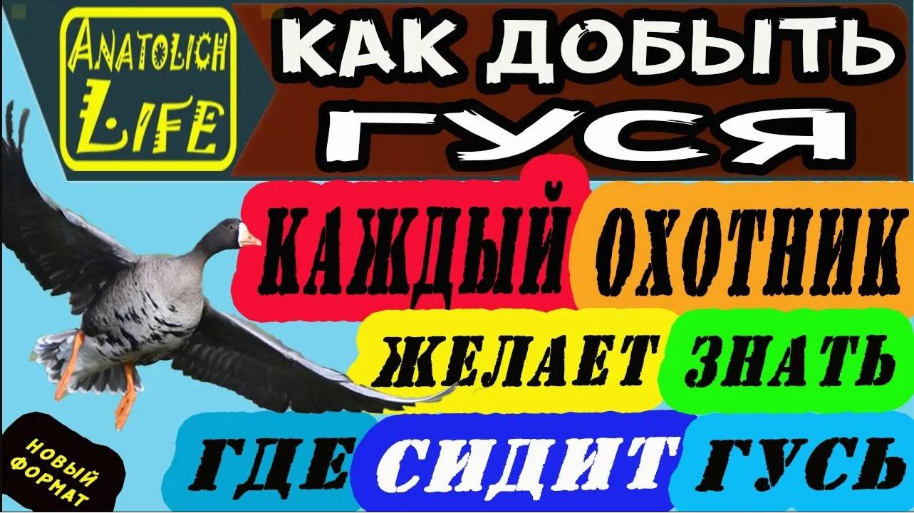 Что нужно знать для охоты на гуся. Весенняя охота.