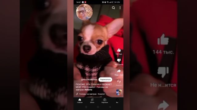 Реакция на похоже эта собачка обожает мой трек компот - головы на завтрак #shorts