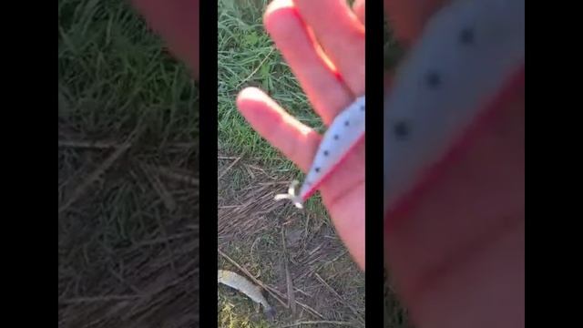 Ловля щуки на воблер 80 мм (13 гр) от Mr. Musurok