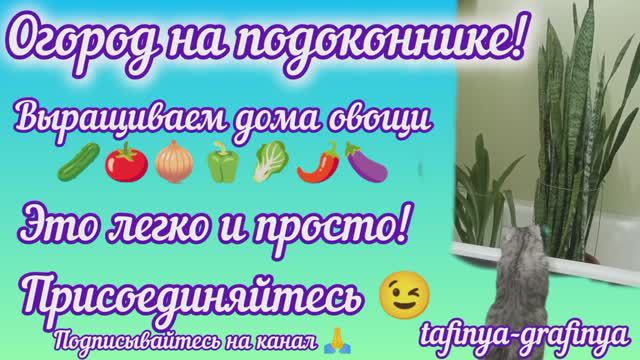 Видео 47. 🍅 Огород на подоконнике 🌶️ Легко и просто ,без заморочек 🧅