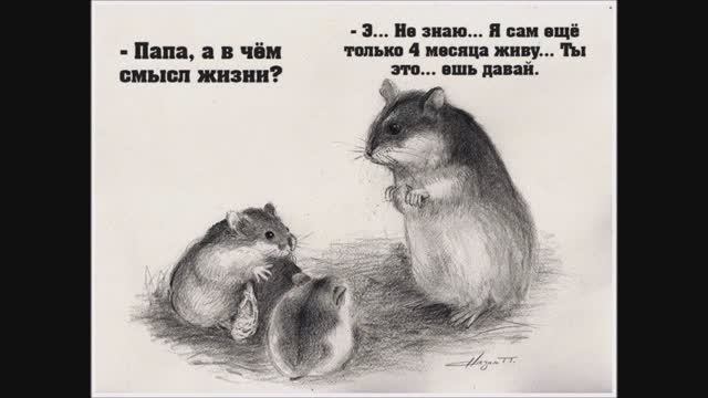 Джунгарский хомяк и интересные факты о нём.