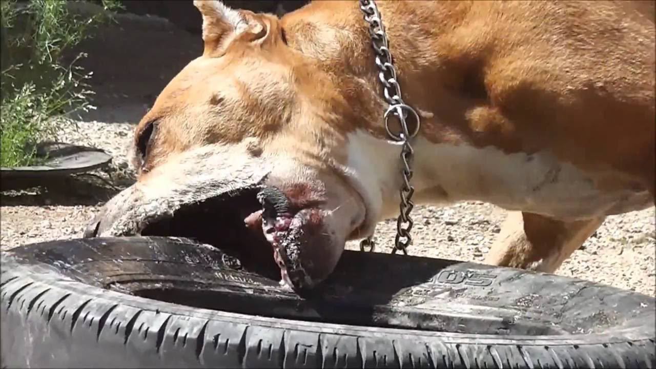 Зоогостиница в Новосибирске. Стафф - Гоша и Сфинкс - Эля - наши постояльцы.