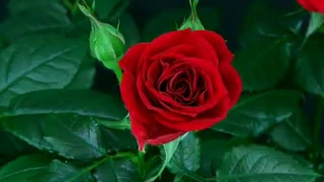 распускается роза весна