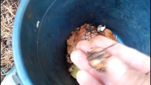 грибы Ростовская область-осень.