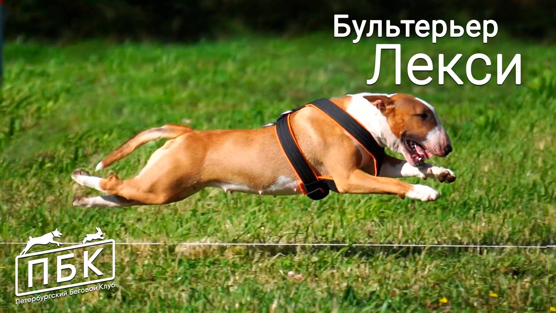 Бультерьер Лекси на беговой тренировке (курсинг). Бегать в шлейке травмоопасно.