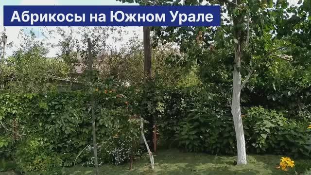 Абрикосы в саду. 21. 07. 2023