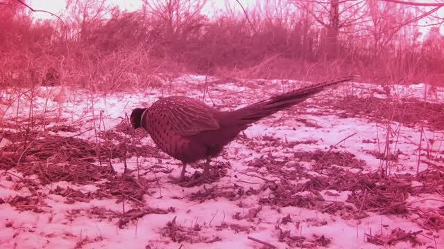 ФАЗАНЫ И СОРОКИ ЗИМОЙ