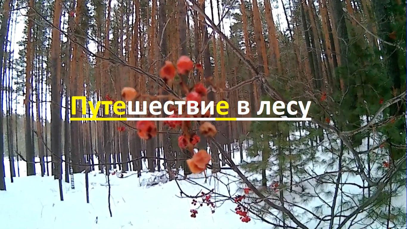 Путешествие в лесу