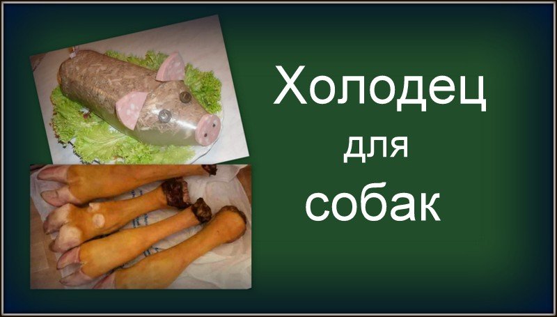 Холодец собакам