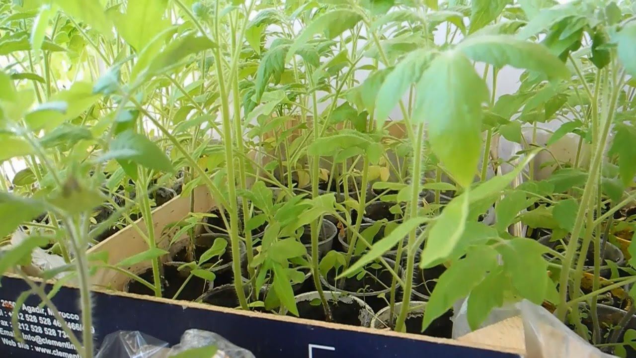 Как бороться с длинноножкой у помидор