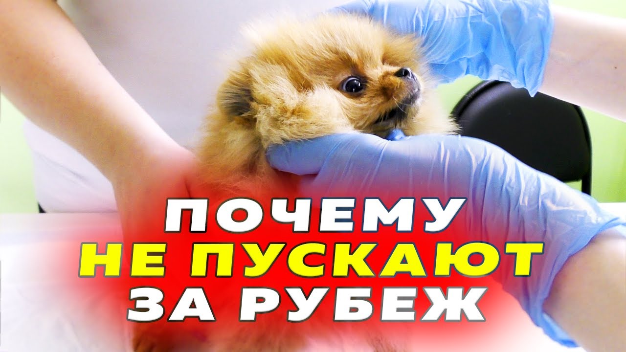 Щенкам шпица 66 дней. Первая прививка щенку. О бесплатных прививках, семенниках, клещах