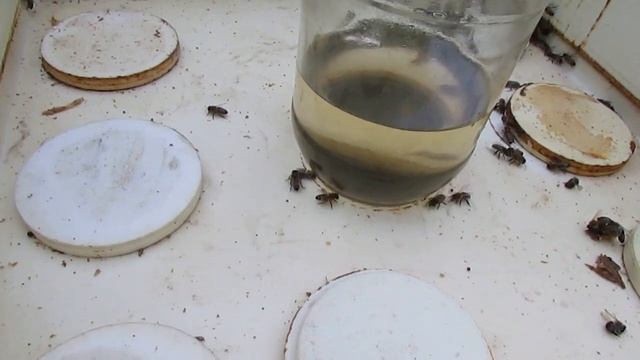 сентябрь на пасеке - готовлю пчел к зимовке на воле в 12 рамочном Дадане