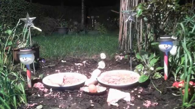 Лисийрай 20170402 000115 1 3 Лисы (Foxheaven 20170402 000115 1 3 Foxes)