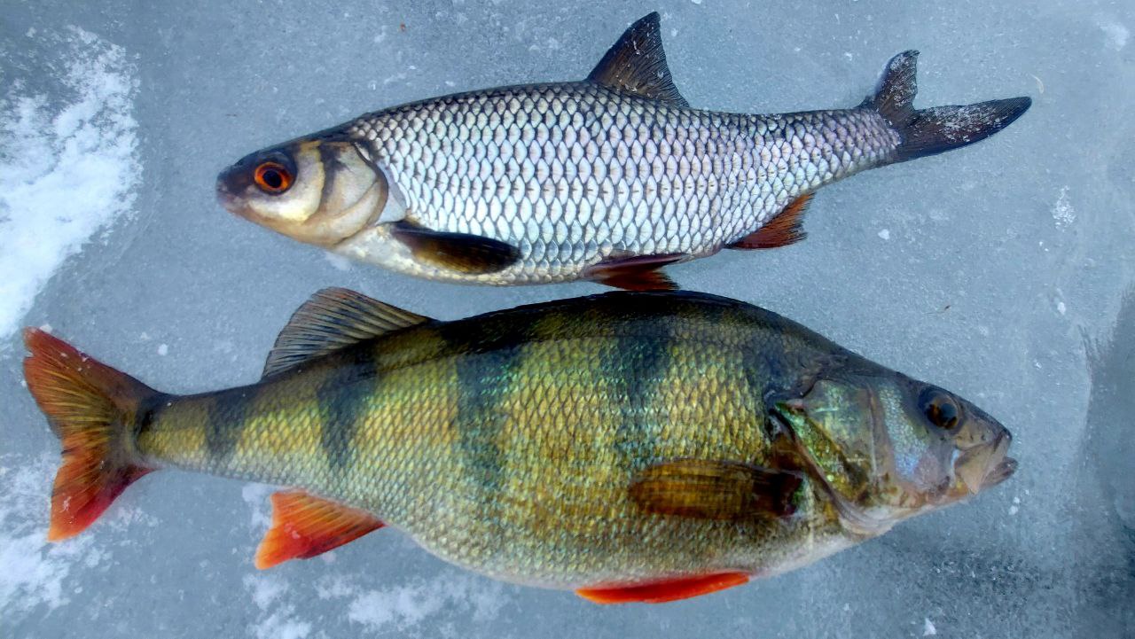 ОКУНЬ ПО ПОСЛЕДНЕМУ ЛЬДУ , PERCH ON THE LAST ICE ,бухта глубокая