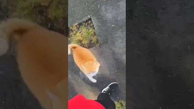 Кошки, как всегда непредсказуемы