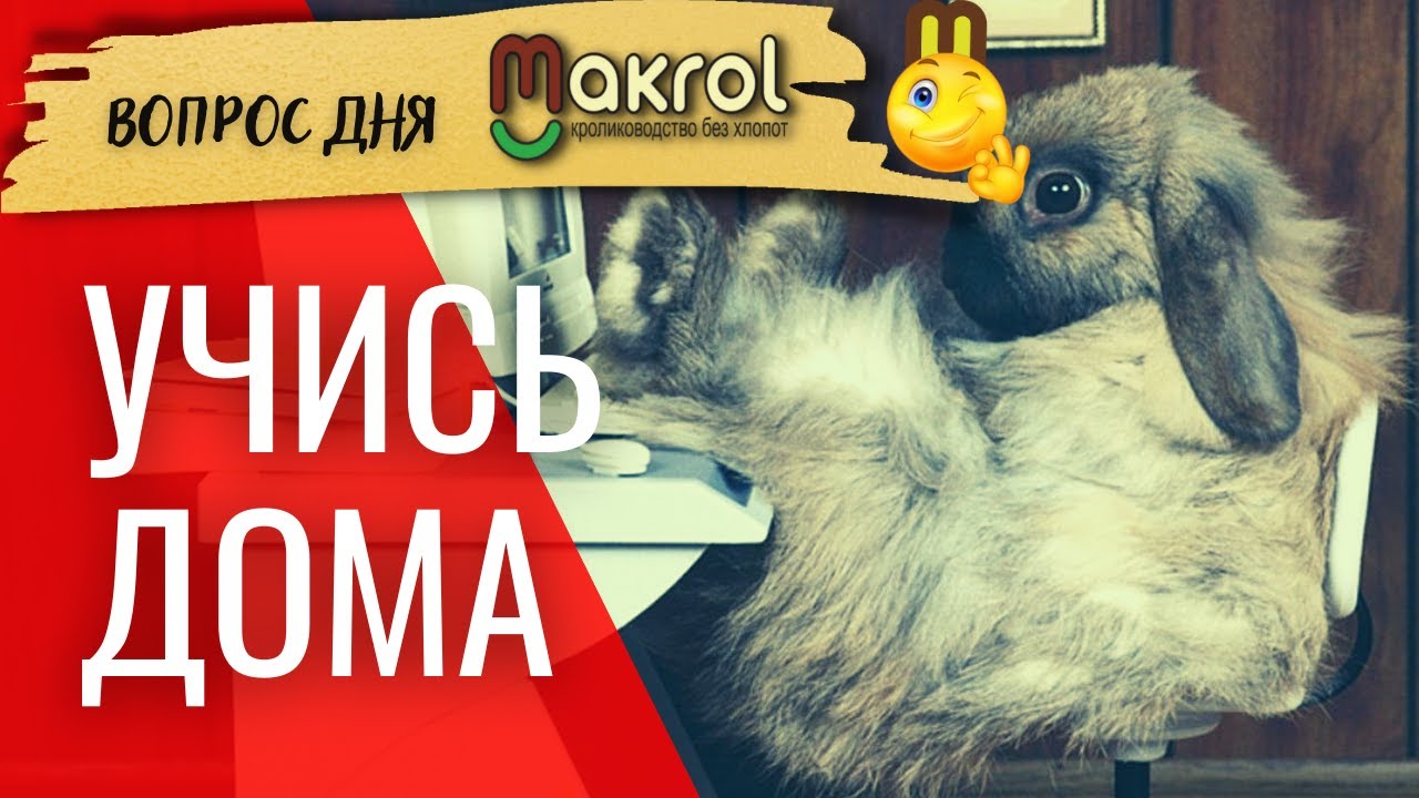 ?С чего начать изучение кролиководства #МакляК #МАКРОЛ