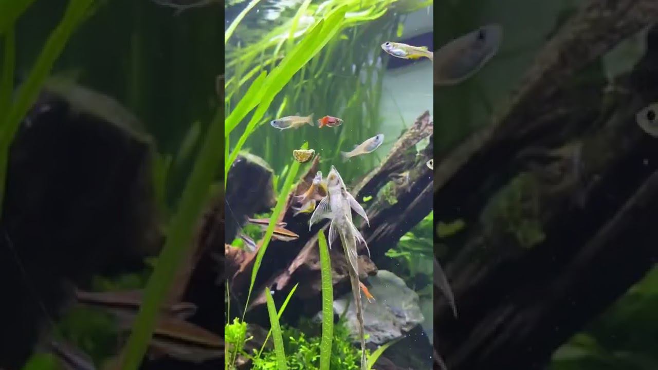 Большой аквариум притягивает своим объемом и движением рыбок.