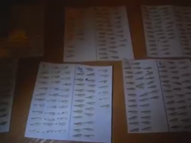 Учимся делать морфометрию породного состава пчелосемьи