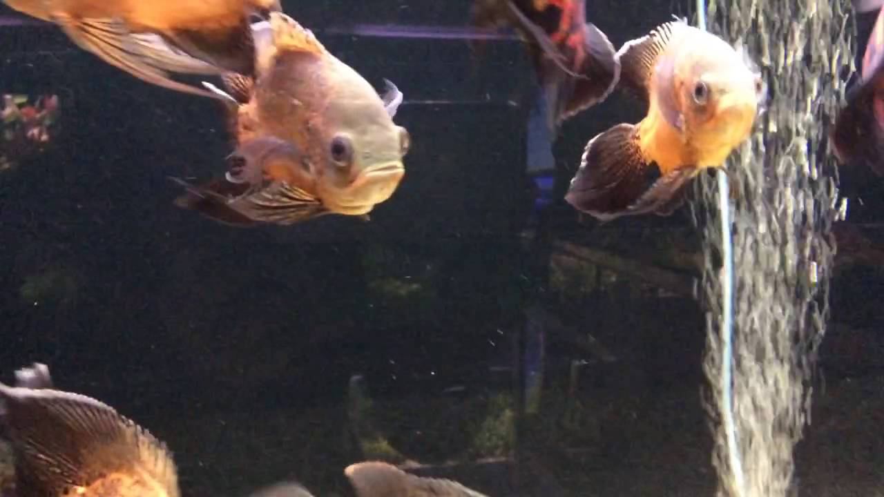 Астронотус - оскар тигровый и  Астронотус вуалевый