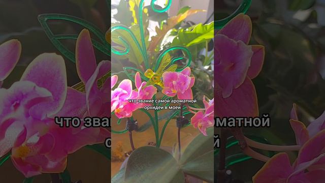 Теперь самая ароматная орхидея в моей коллекции Дасти Белль!🥰 #цветы #растения #фаленопсис #shorts