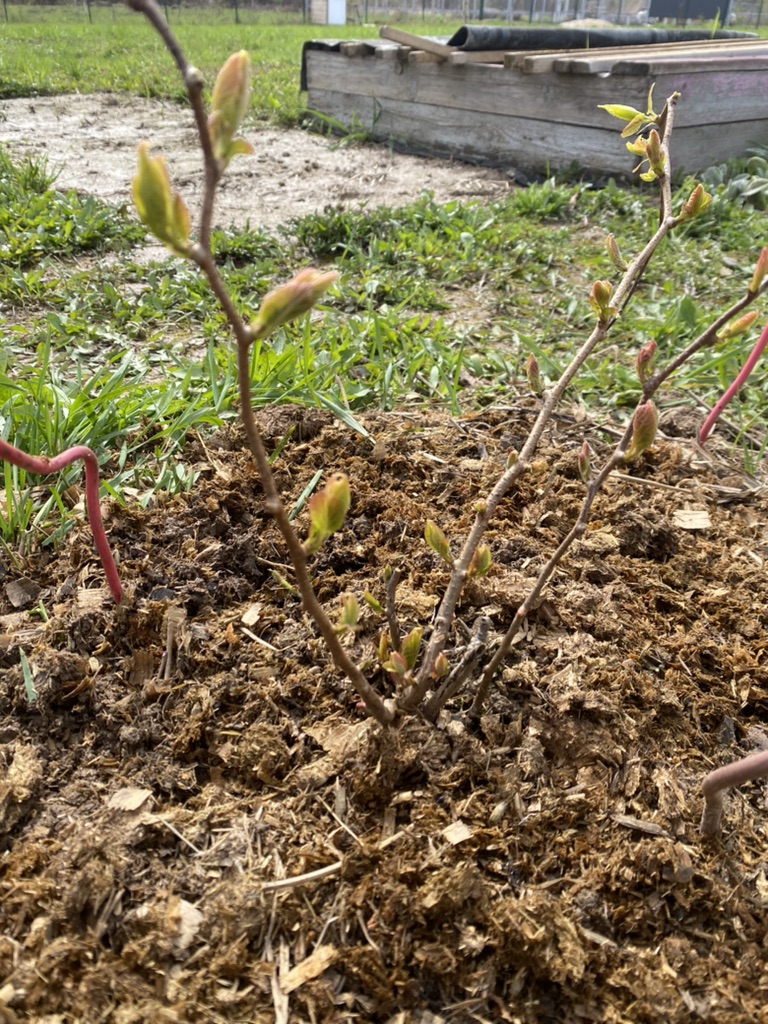 Актинидия весной в Подмосковье 