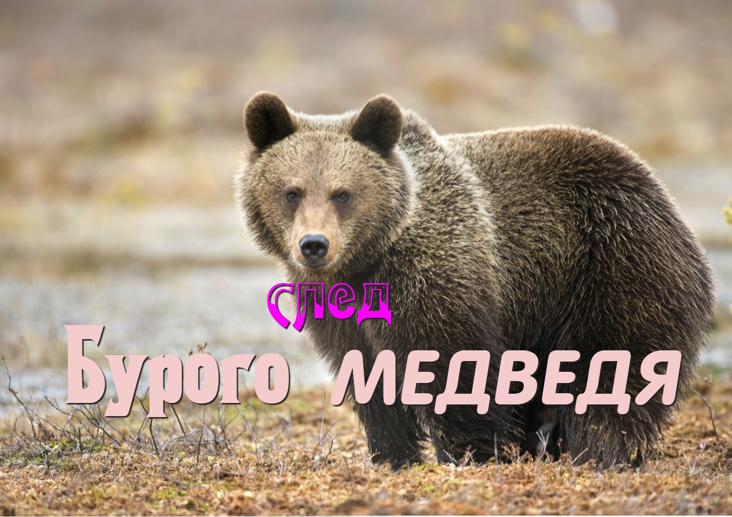 The Hunter classic(след Бурого медведя)