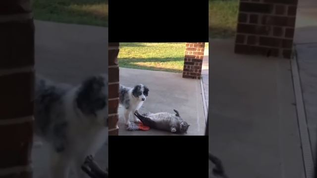 Когда котэ-недвижимость