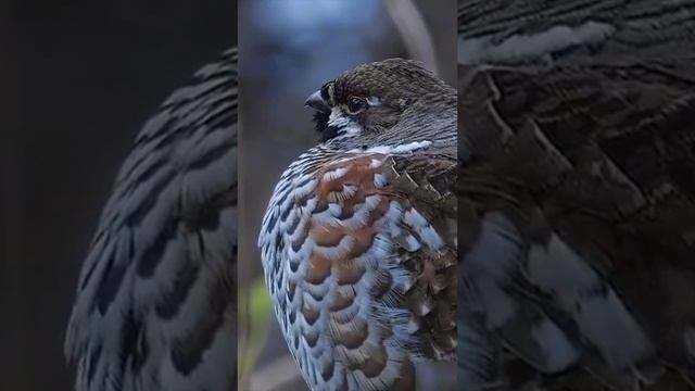 #Наш #мир #shorts