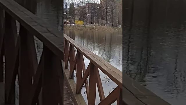 Чайки на пруду