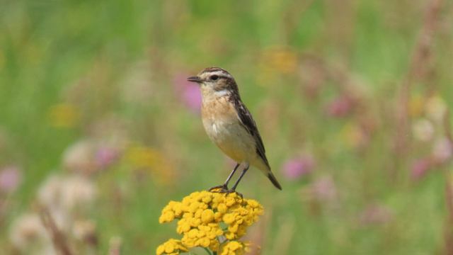 Луговой Чекан_#1, Крылатское, 21 июля 2024