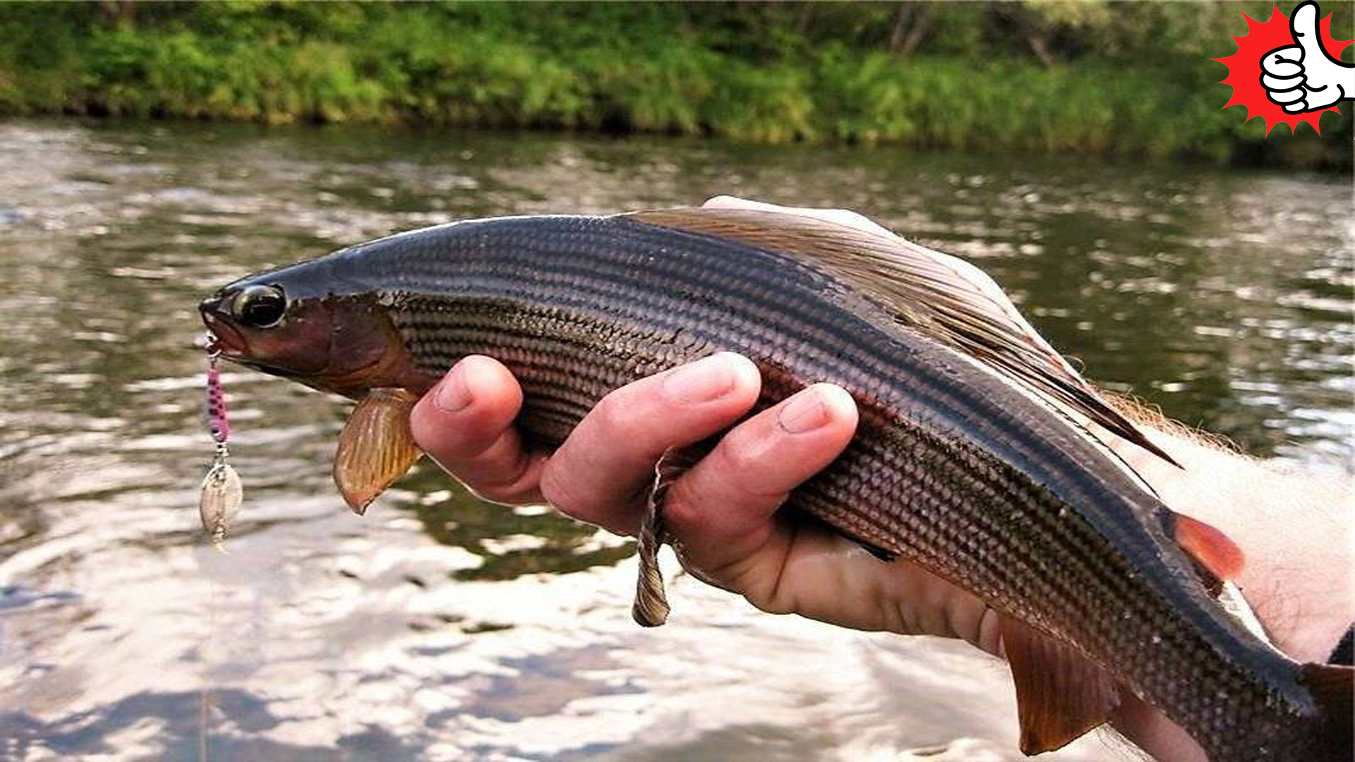 Shorts# Рыбалка на хариуса. Не даёт отдохнут.avi