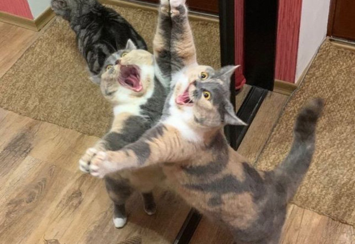 Подборка приколов с Животными ???