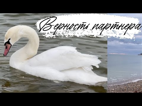 Поездка к озеру Сасык-Сиваш где обитают лебеди. Прогулка к морю.